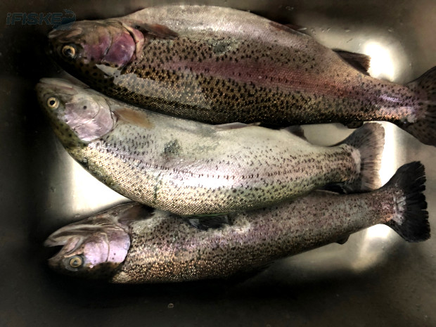 Fiskerapporter, Åmots FVO