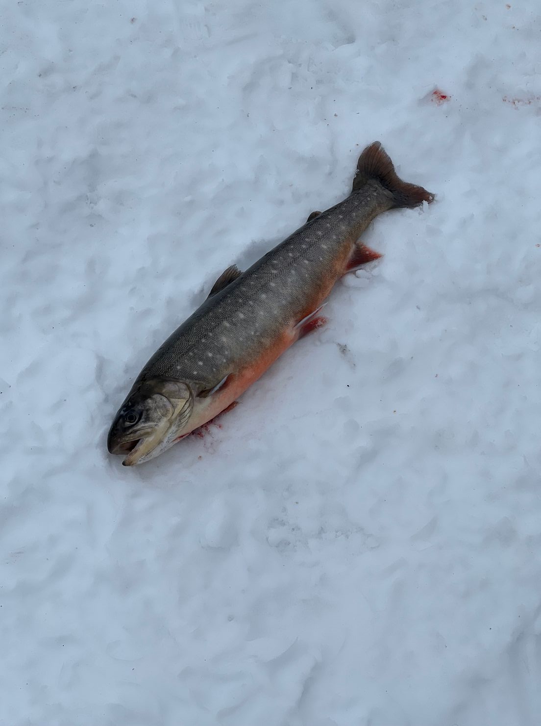 Fiskerapporter, Särna-Idre