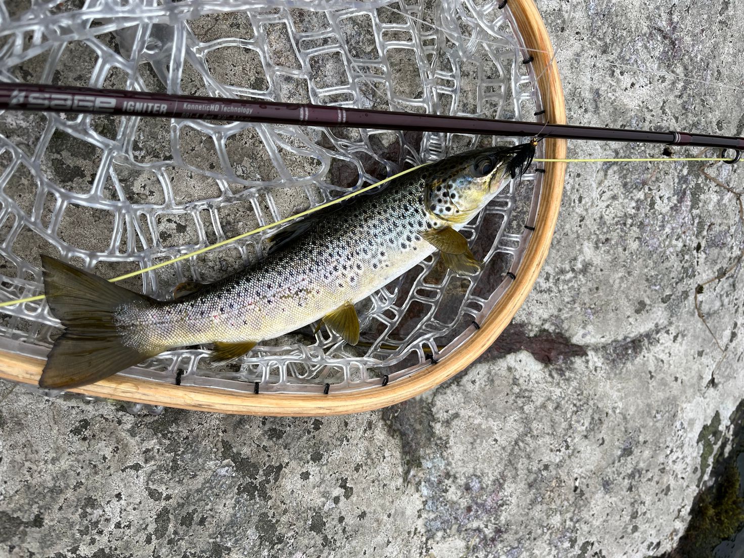 Fiskerapporter, Dammån