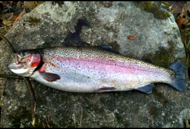 Fiskerapporter, Vildmarksfiske Boxholm Skogar
