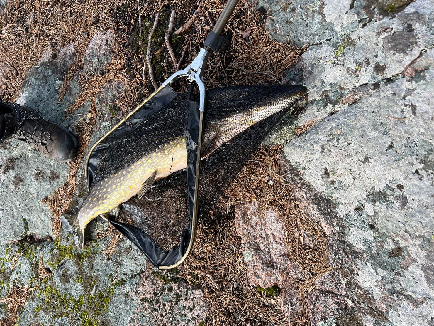 Fiskerapporter, Vildmarksfiske Boxholm Skogar