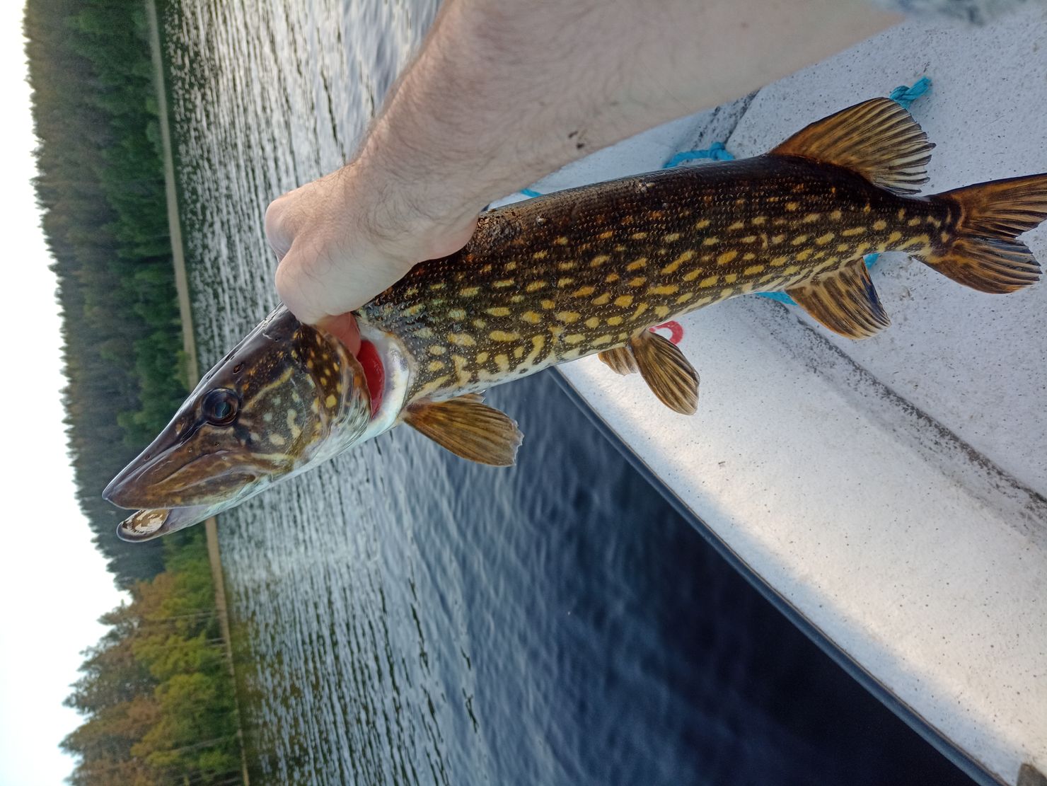 Fiskerapporter, Vildmarksfiske Boxholm Skogar