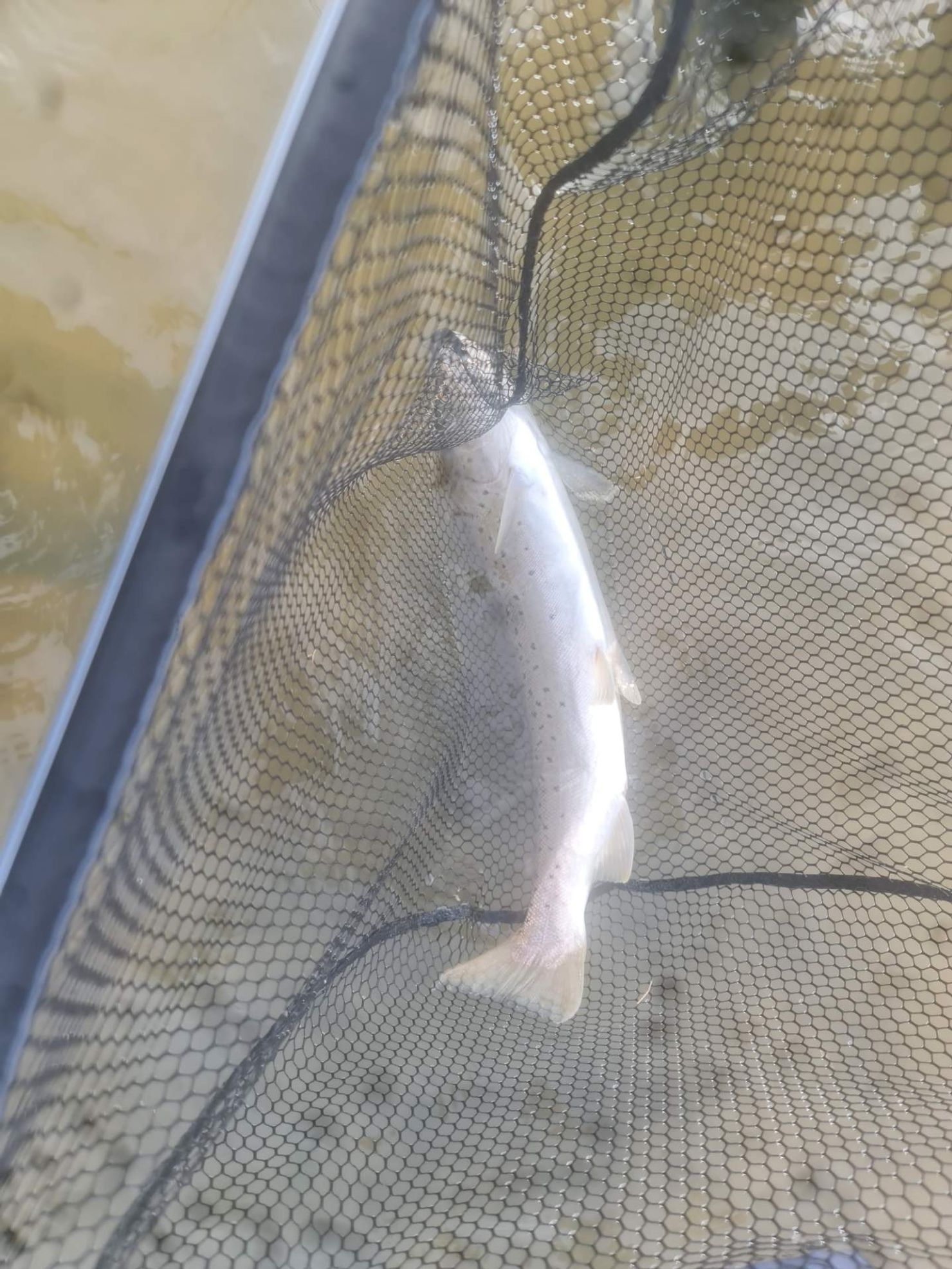 Fiskerapporter, Saxån Braåns