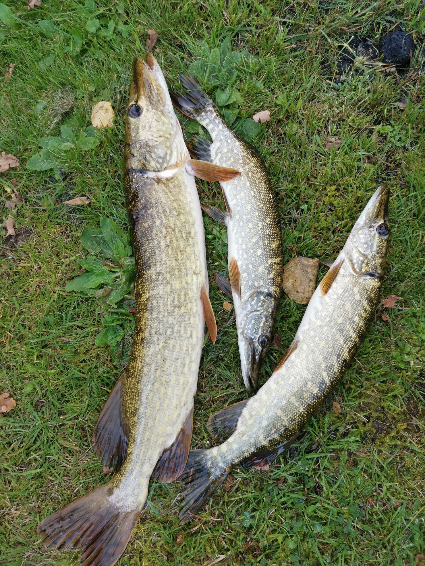 Fiskerapporter, Vildmarksfiske Boxholm Skogar