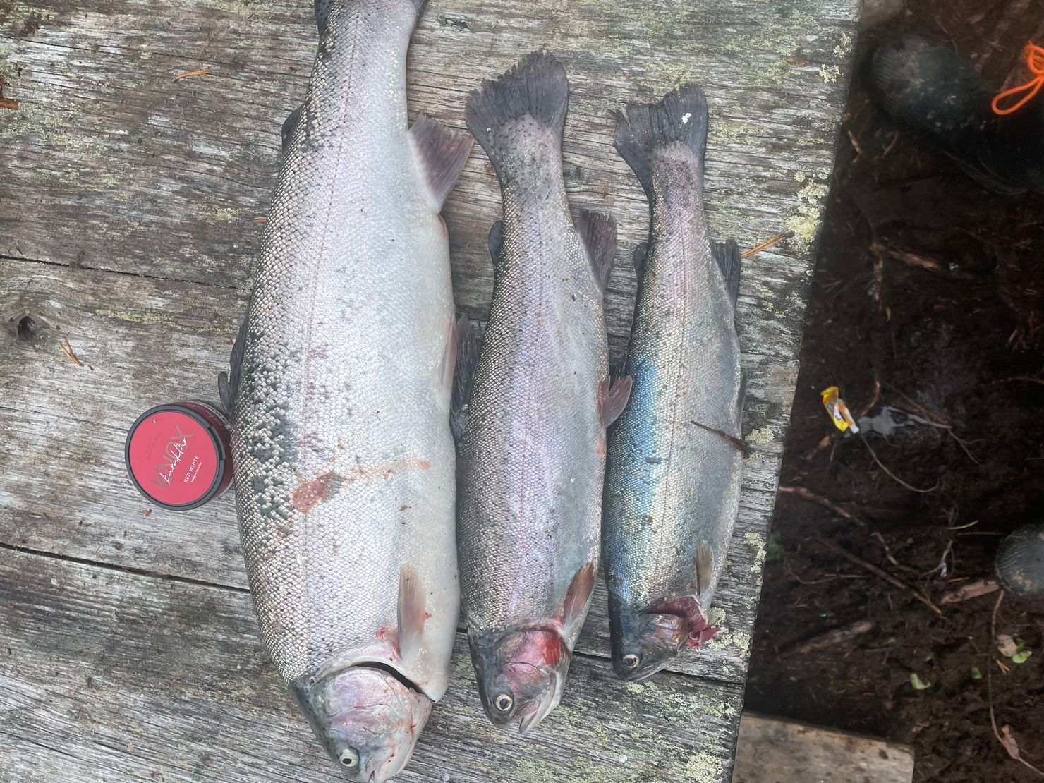 Fangberichte, Särna-Idre