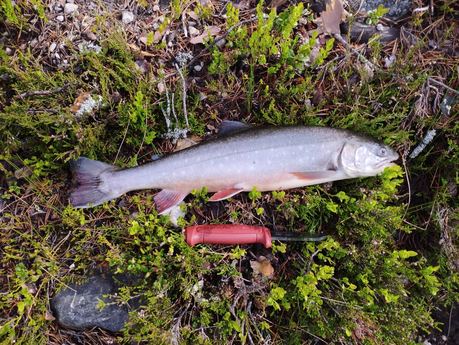 Fangberichte, Särna-Idre