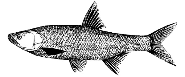 Asp (Aspius aspius)