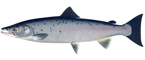 Lax (Salmo Salar)