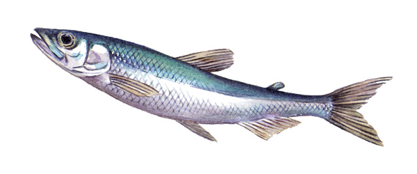 Smelt (Osmerus eperlanus L.)